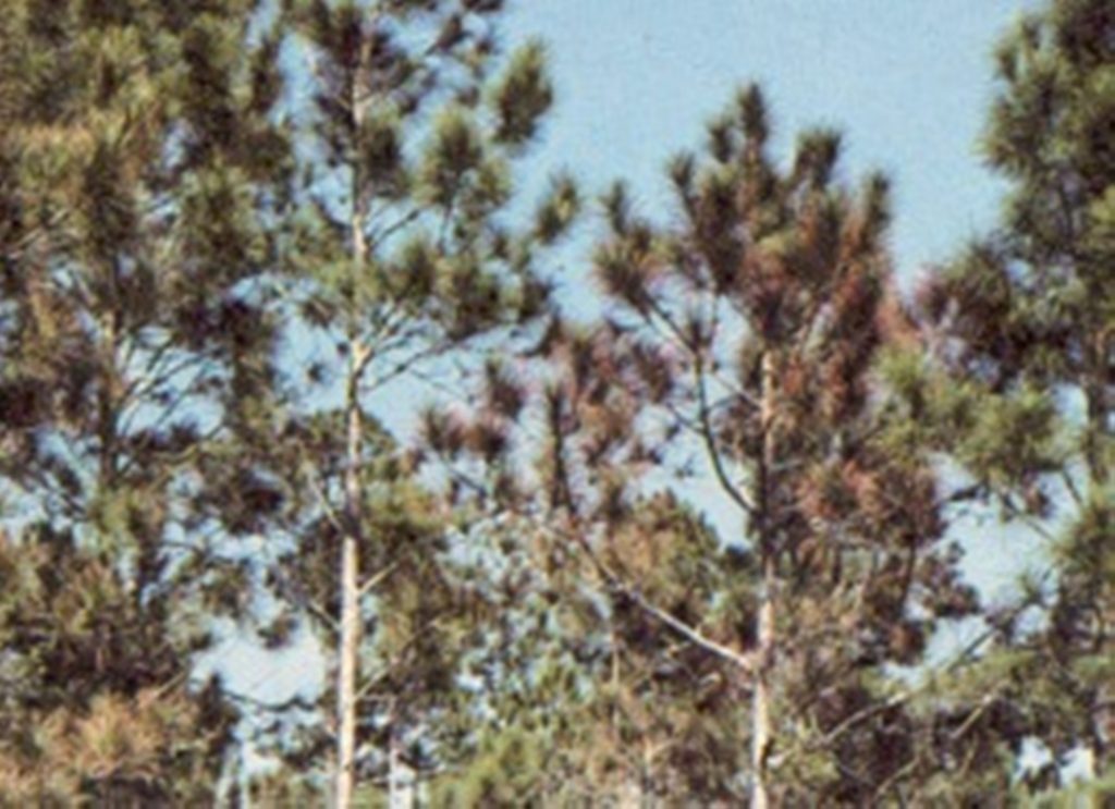 Common Pine & Spruce Diseases - Soil Service